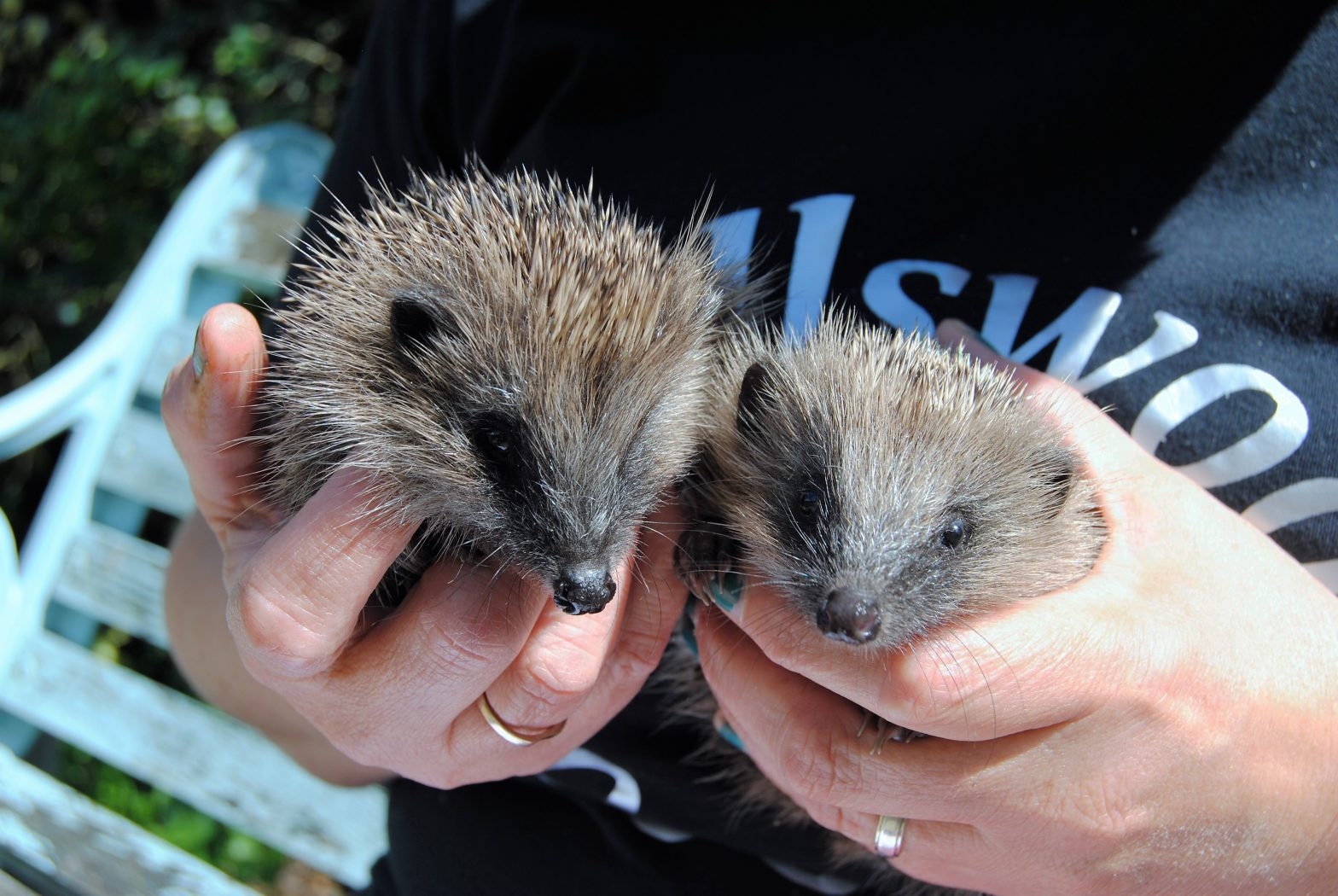 Helping Norfolk Hedgehogs -Hodmedods Hedgehog Support